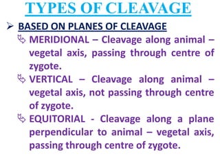 Cleavage to Three Germ Layers | PPT