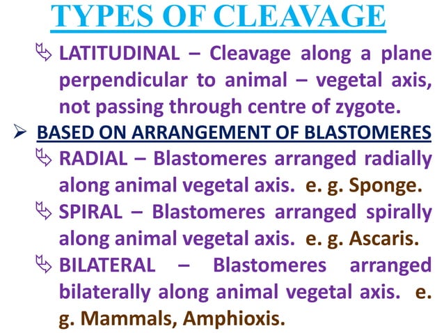 Cleavage to Three Germ Layers | PPT
