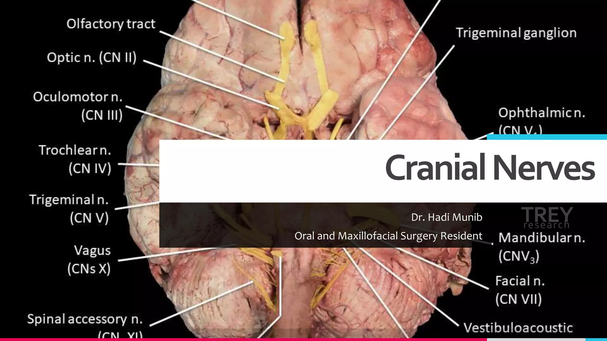 Cranial Nerves | PPT