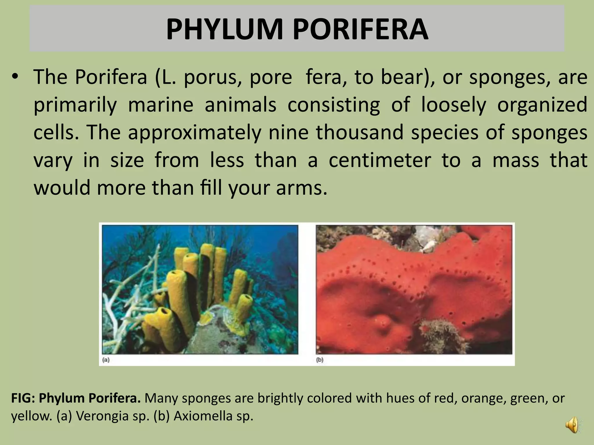 9. origins of multicellularity & phylum porifera part I in clear ...