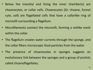 9. origins of multicellularity & phylum porifera part I in clear ...