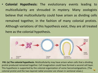 9. origins of multicellularity & phylum porifera part I in clear ...