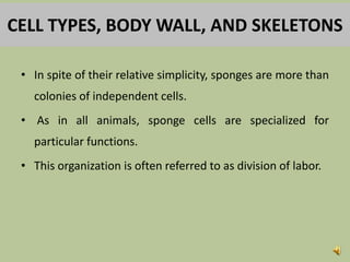 9. origins of multicellularity & phylum porifera part I in clear ...