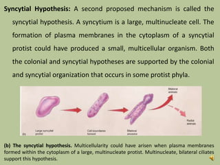 9. origins of multicellularity & phylum porifera part I in clear ...
