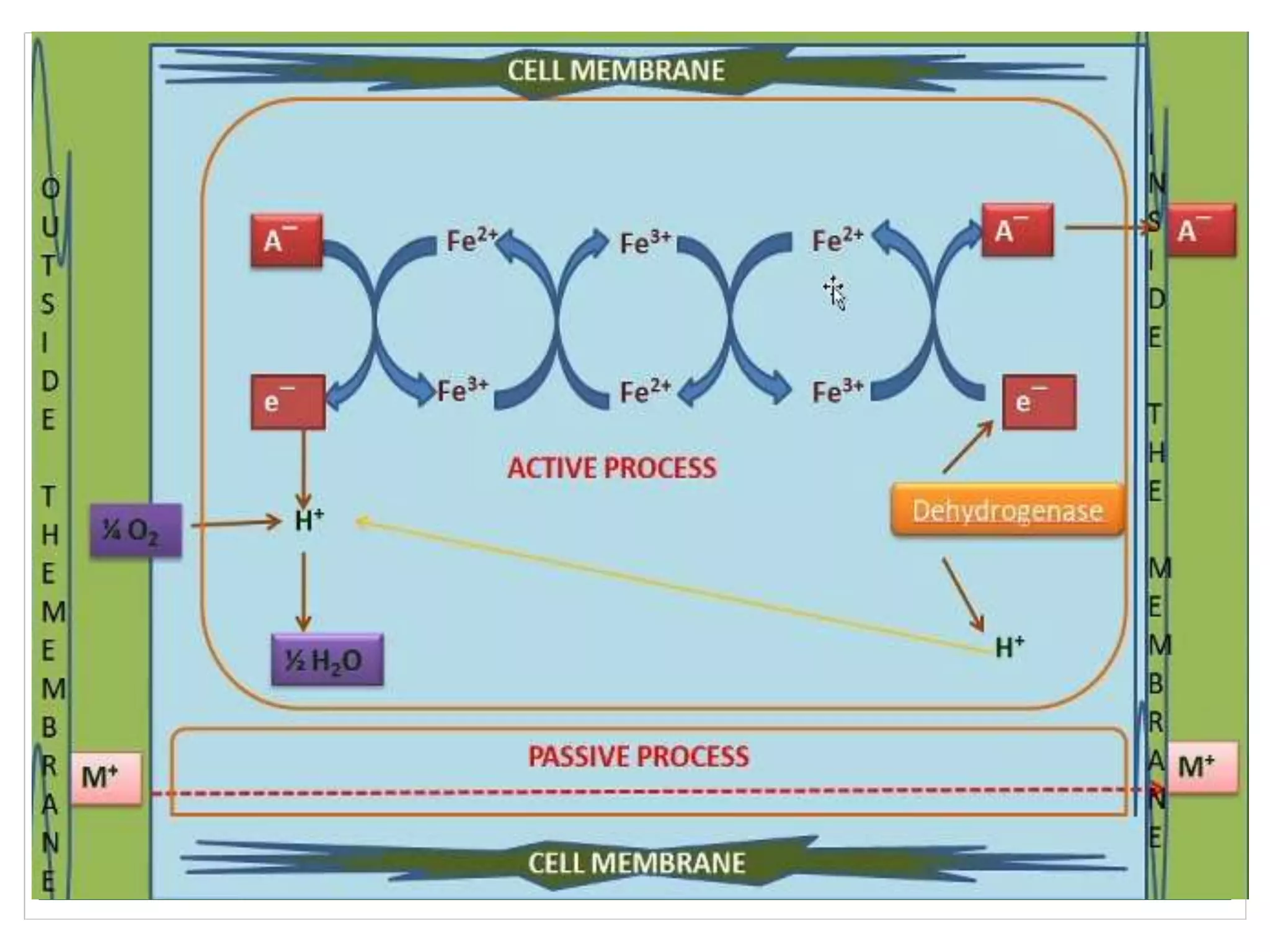 Nutrient uptake | PPTX