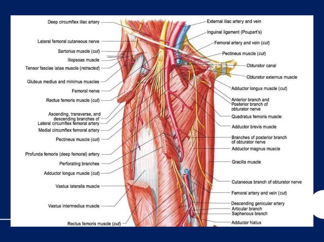 Antero Lateral thigh flap | PPTX