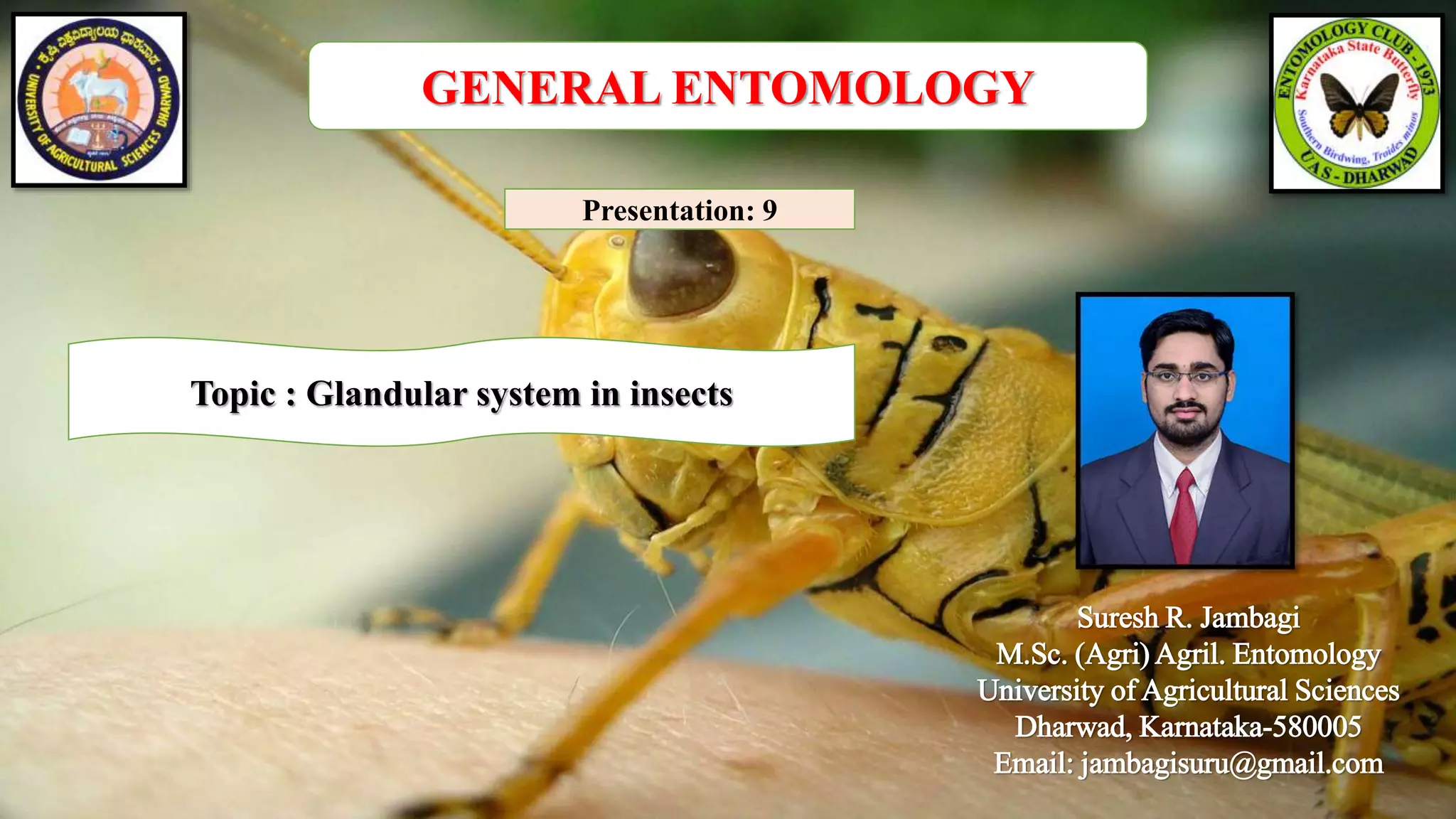 Glandular system in insects | PPTX