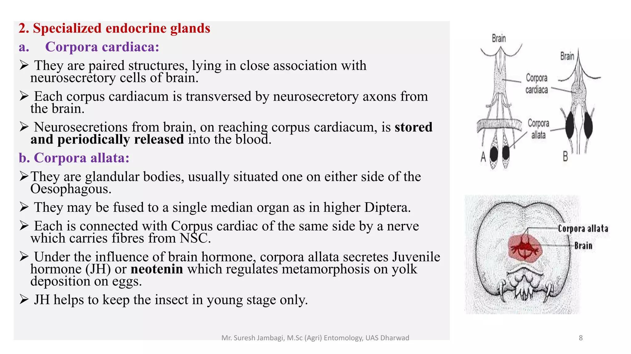 Glandular system in insects | PPTX