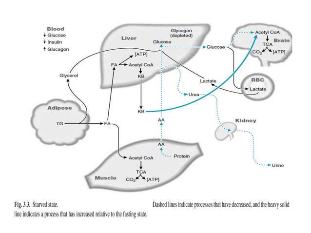 9. integration of metabolism | PPTX