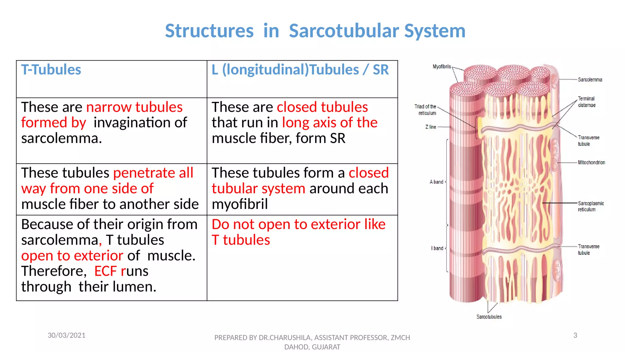 Sarcotubular system, Excitation contraction coupling, Molecular theory ...
