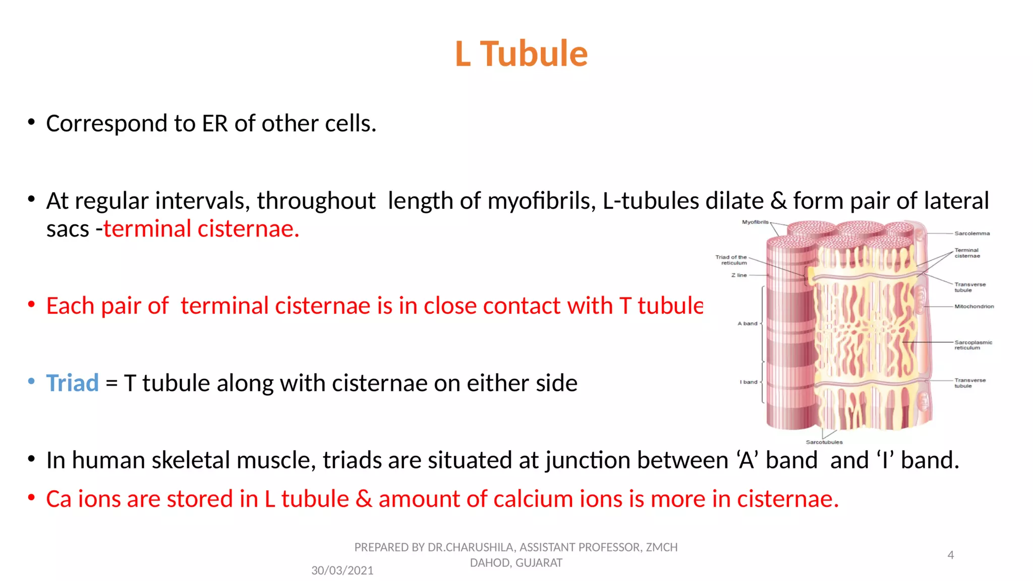 Sarcotubular system, Excitation contraction coupling, Molecular theory ...