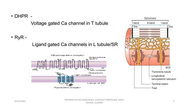 Sarcotubular system, Excitation contraction coupling, Molecular theory ...
