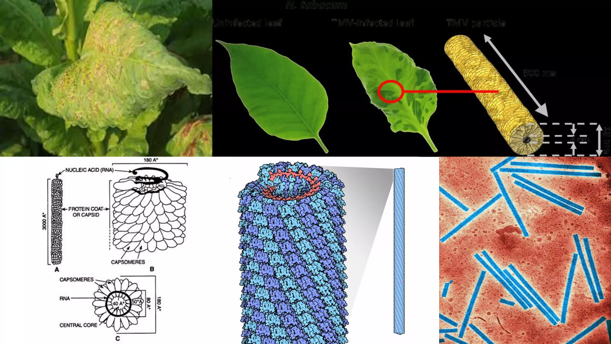 Tobacco mosaic virus (tmv) | PDF
