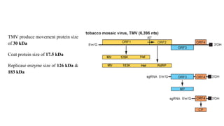 Tobacco mosaic virus (tmv) | PDF | Biological Sciences | Science