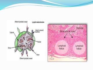 9.reticuloendothelial cells | PPTX