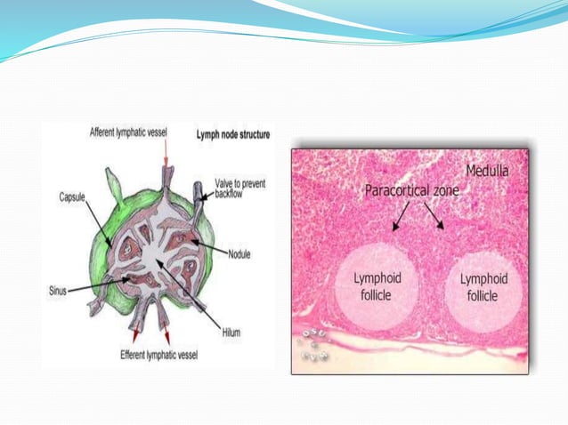 9.reticuloendothelial cells | PPTX