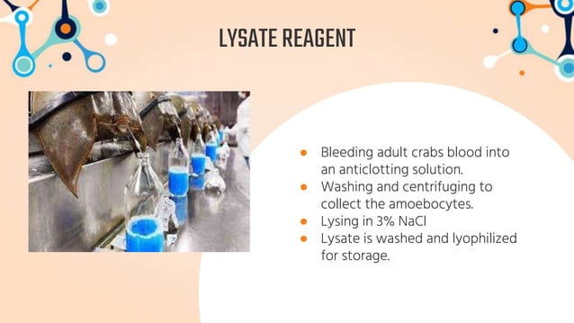 LIMULUS AMEBOCYTE LYSATE TEST | PPTX