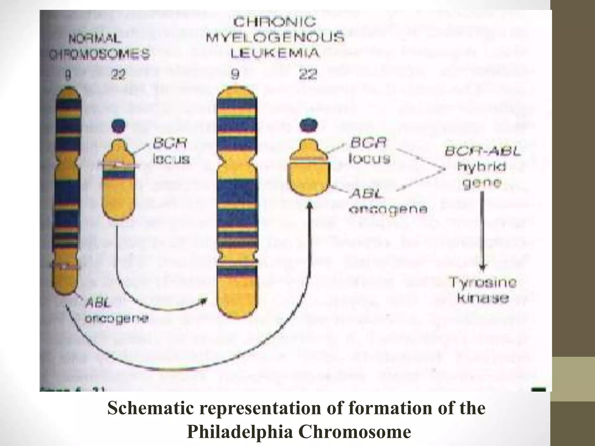 9. Chronic Myeloid Leukaemia.ppt | Blood Disorders | Diseases and Conditions