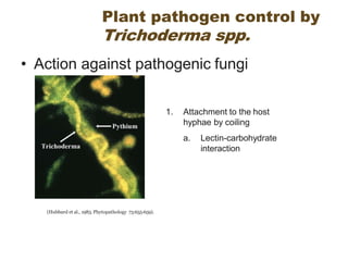 9. biological-control-of-plant-pathogen- | PDF | Gardening | Home & Garden