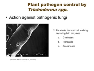 9. biological-control-of-plant-pathogen- | PDF | Gardening | Home & Garden