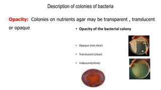 9. Description & growth of colonies.pptx