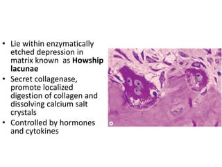 9. Bone tissue.pptx