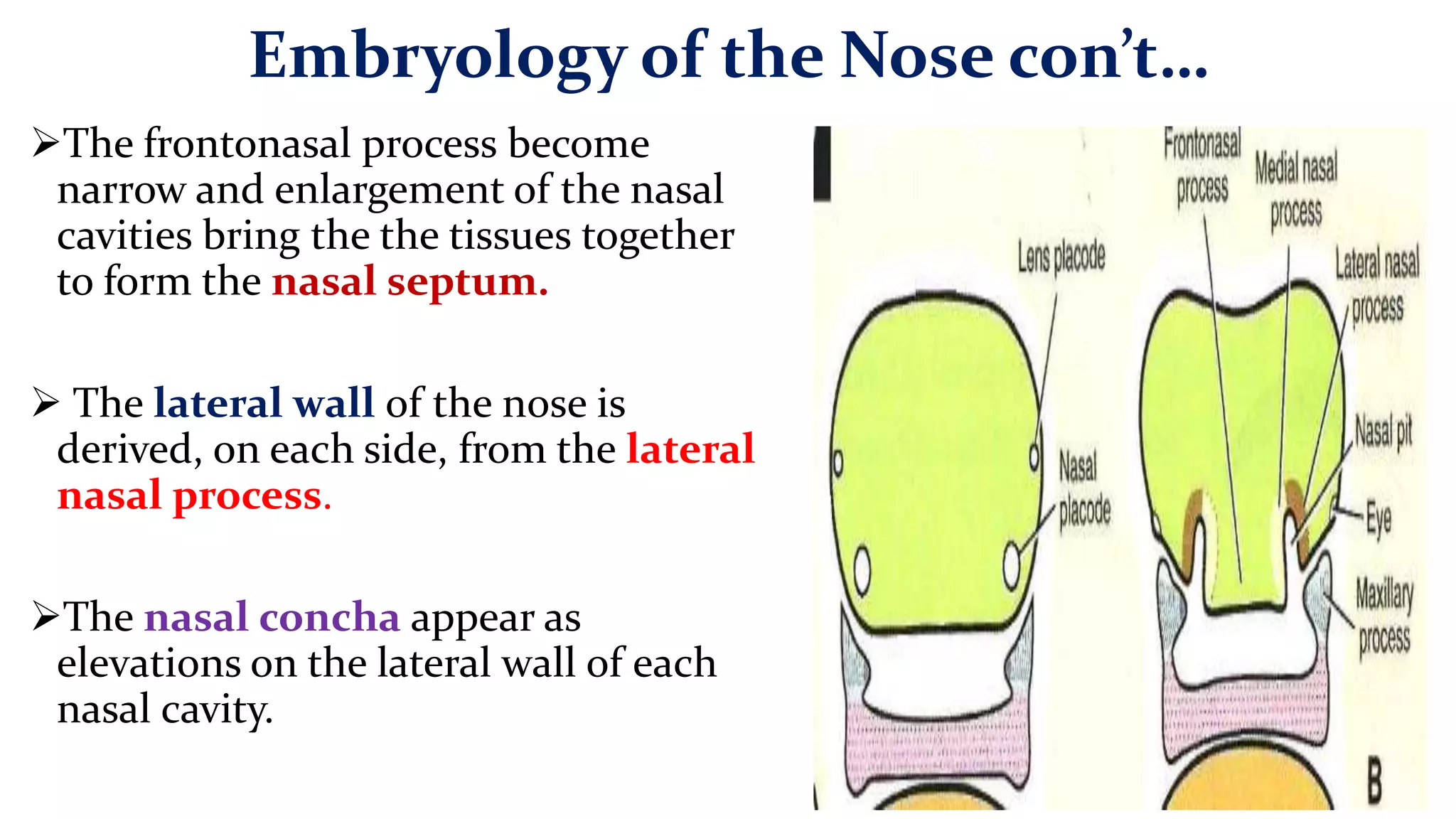 9. Anatomy of the Nose and Paranasal sinuses, Dr. Maxprince.pptx