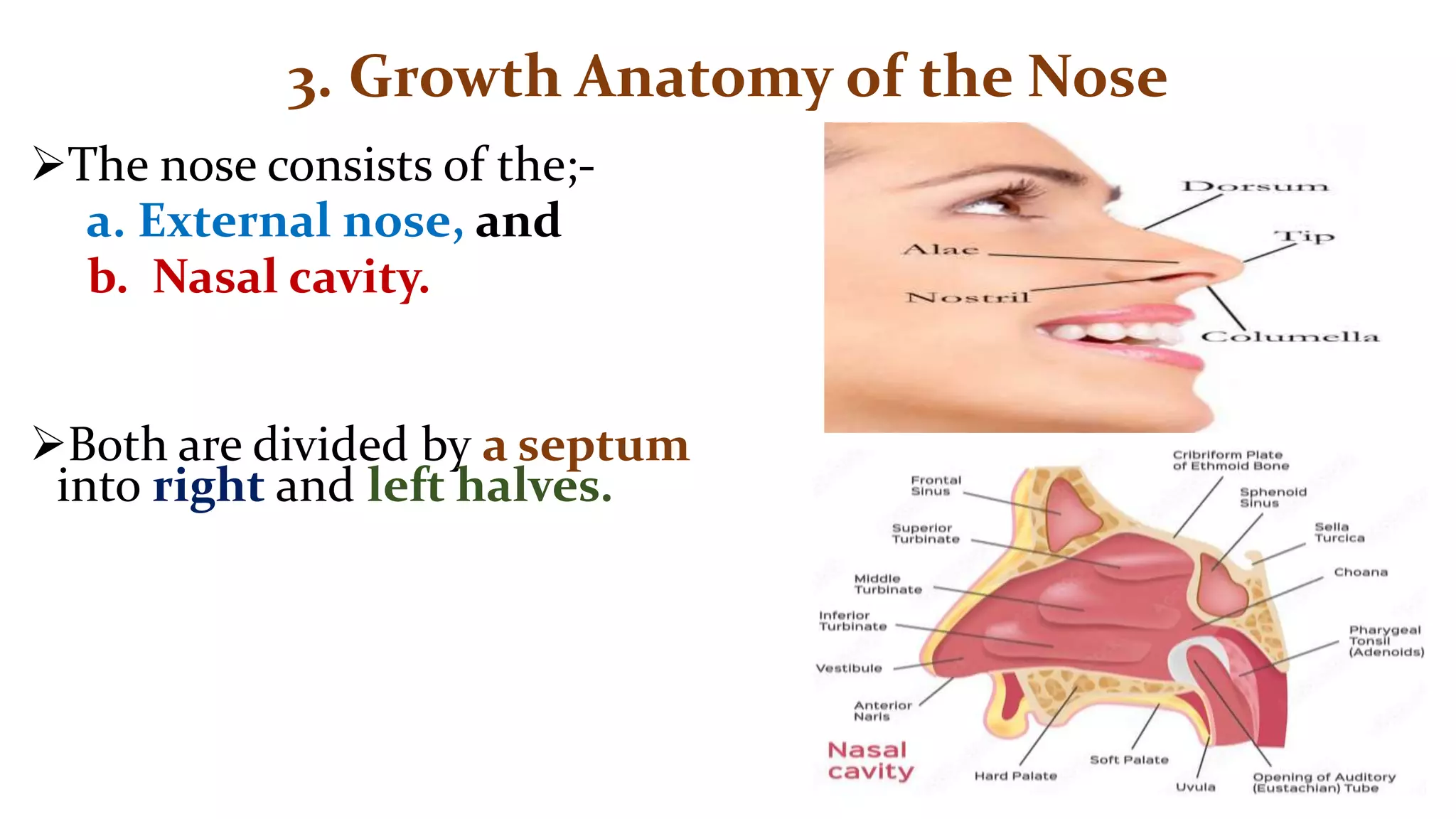 9. Anatomy of the Nose and Paranasal sinuses, Dr. Maxprince.pptx