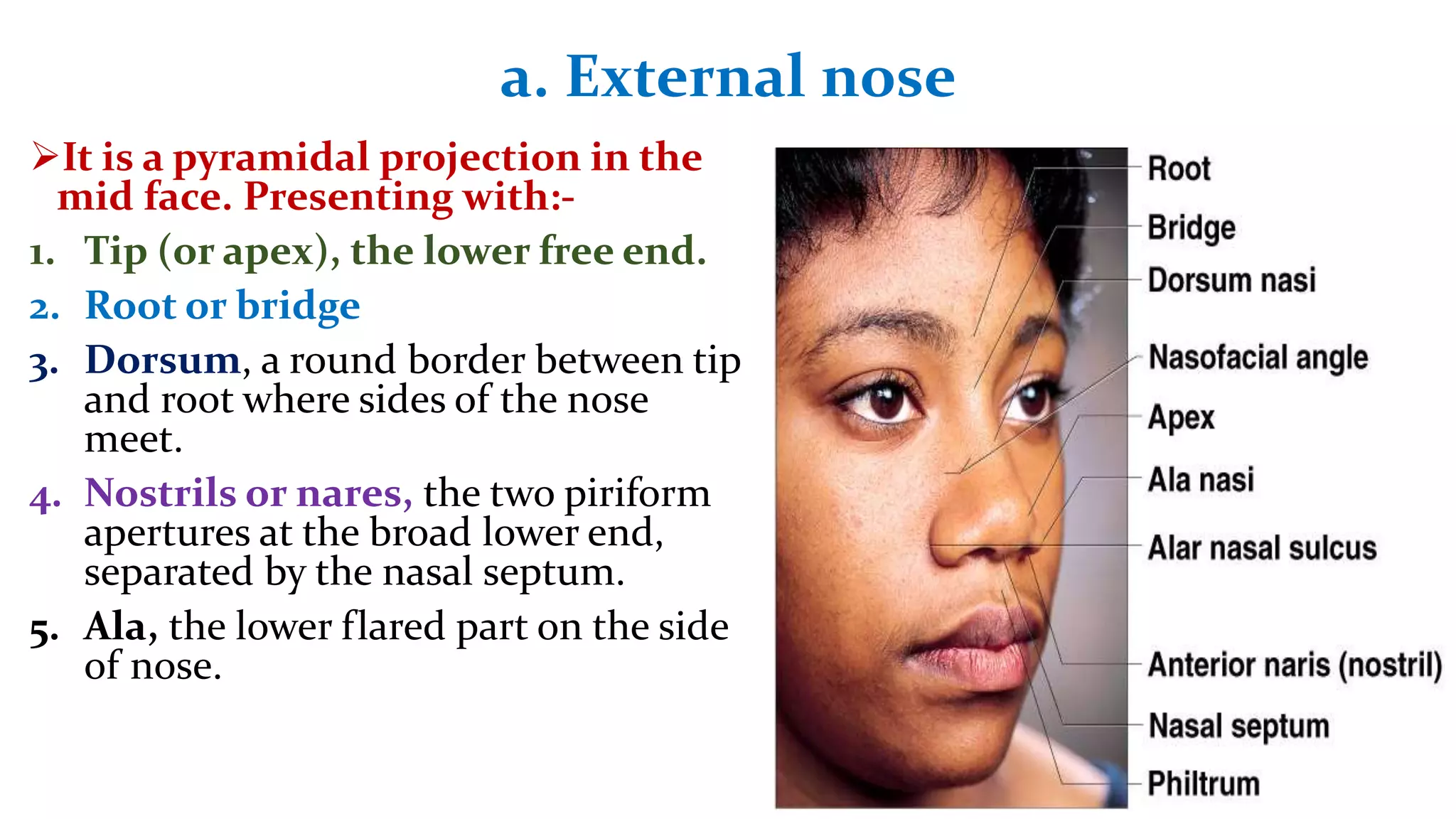 9. Anatomy of the Nose and Paranasal sinuses, Dr. Maxprince.pptx