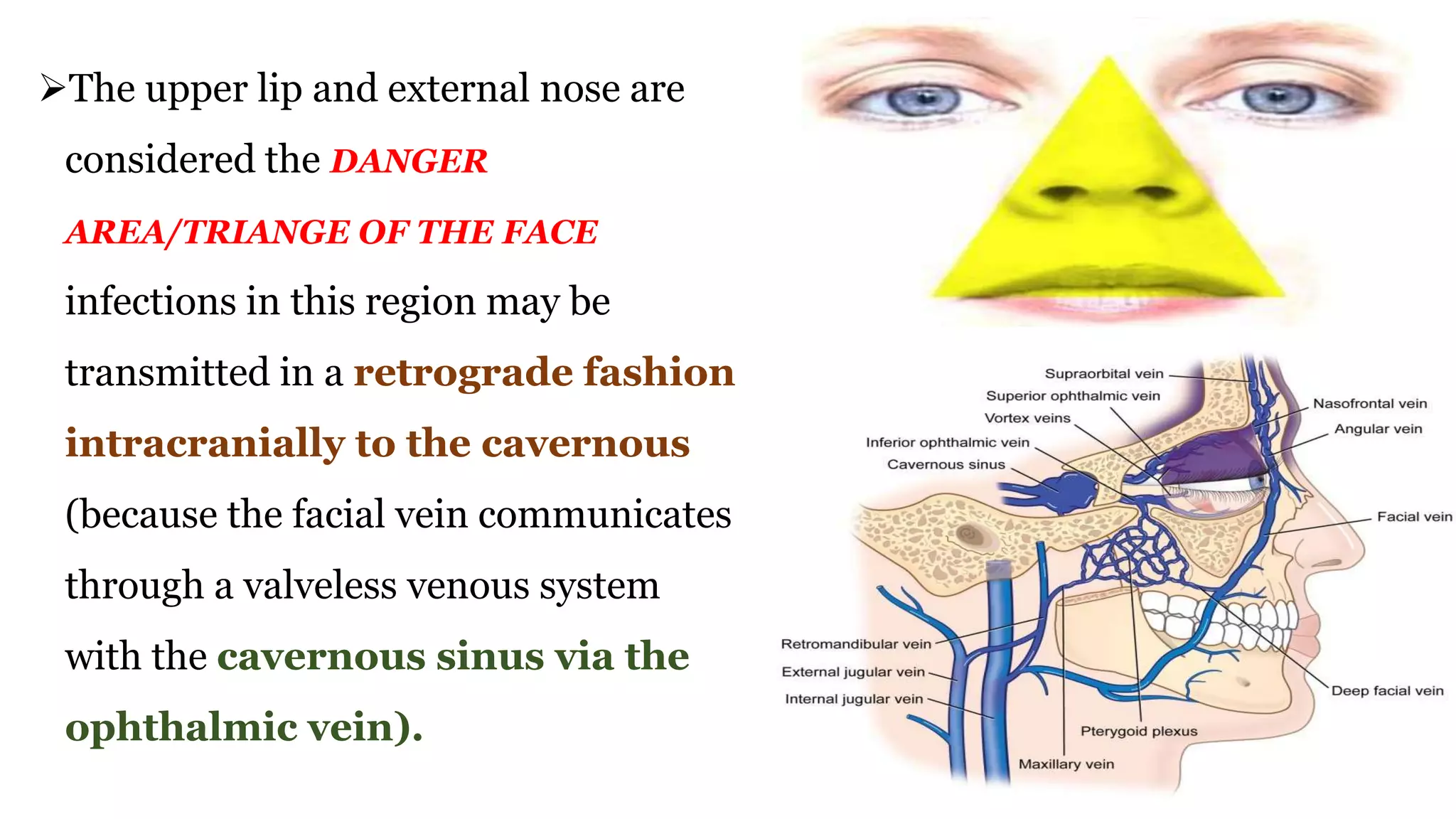 9. Anatomy of the Nose and Paranasal sinuses, Dr. Maxprince.pptx