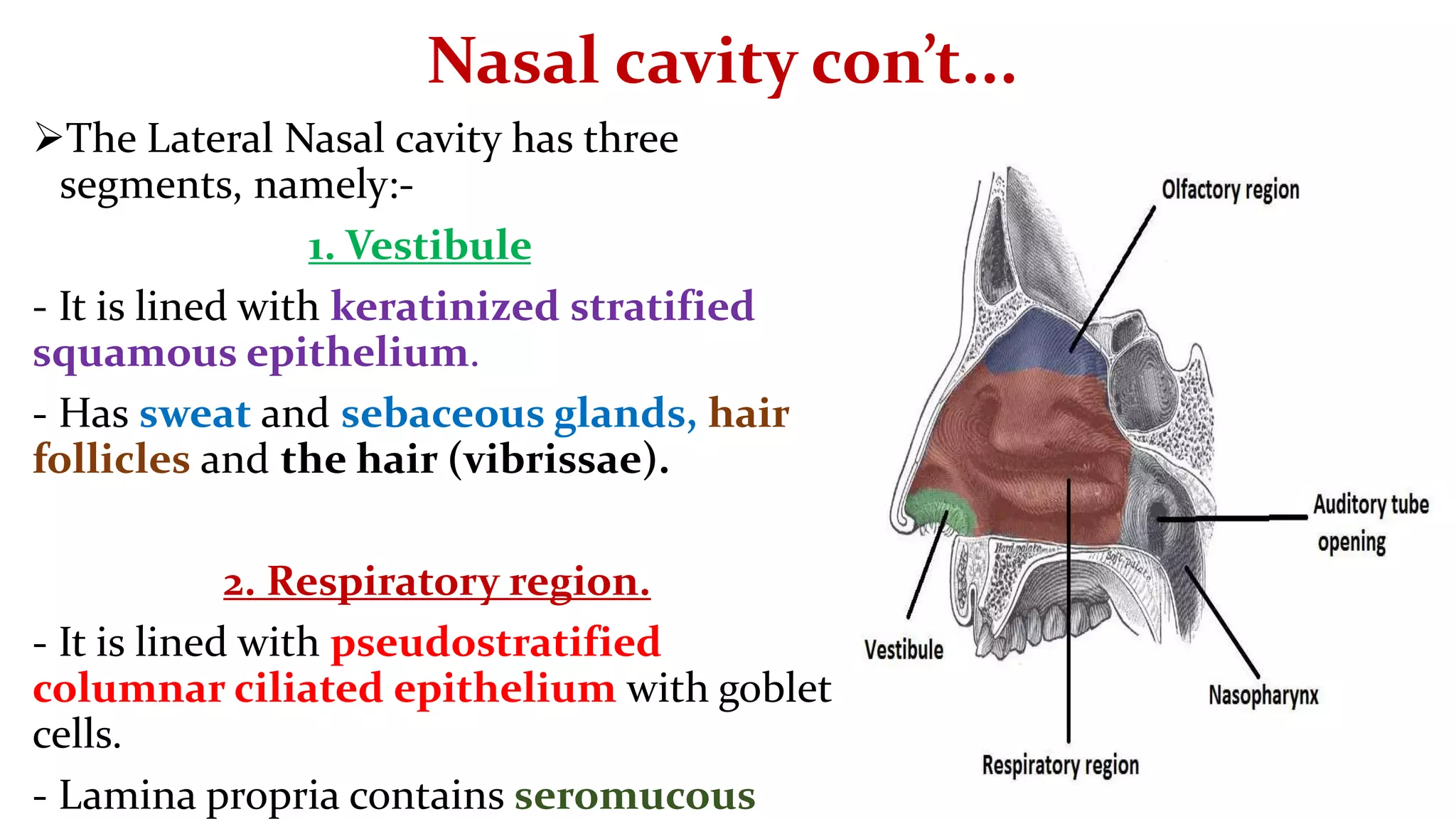 9. Anatomy of the Nose and Paranasal sinuses, Dr. Maxprince.pptx