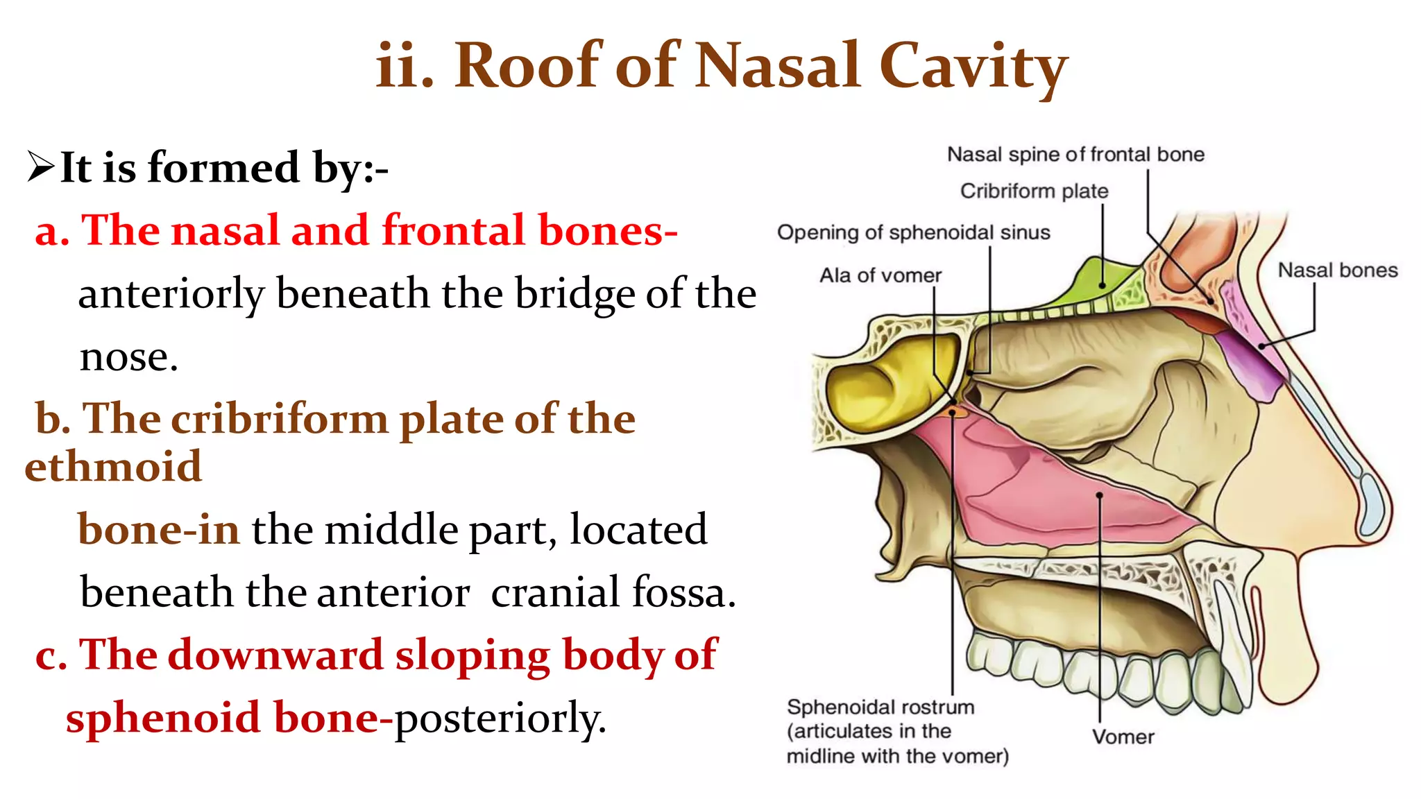9. Anatomy of the Nose and Paranasal sinuses, Dr. Maxprince.pptx