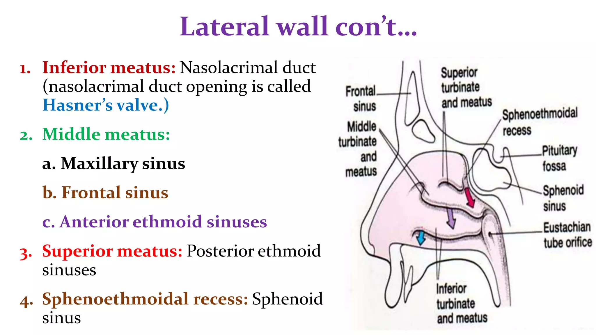 9. Anatomy of the Nose and Paranasal sinuses, Dr. Maxprince.pptx