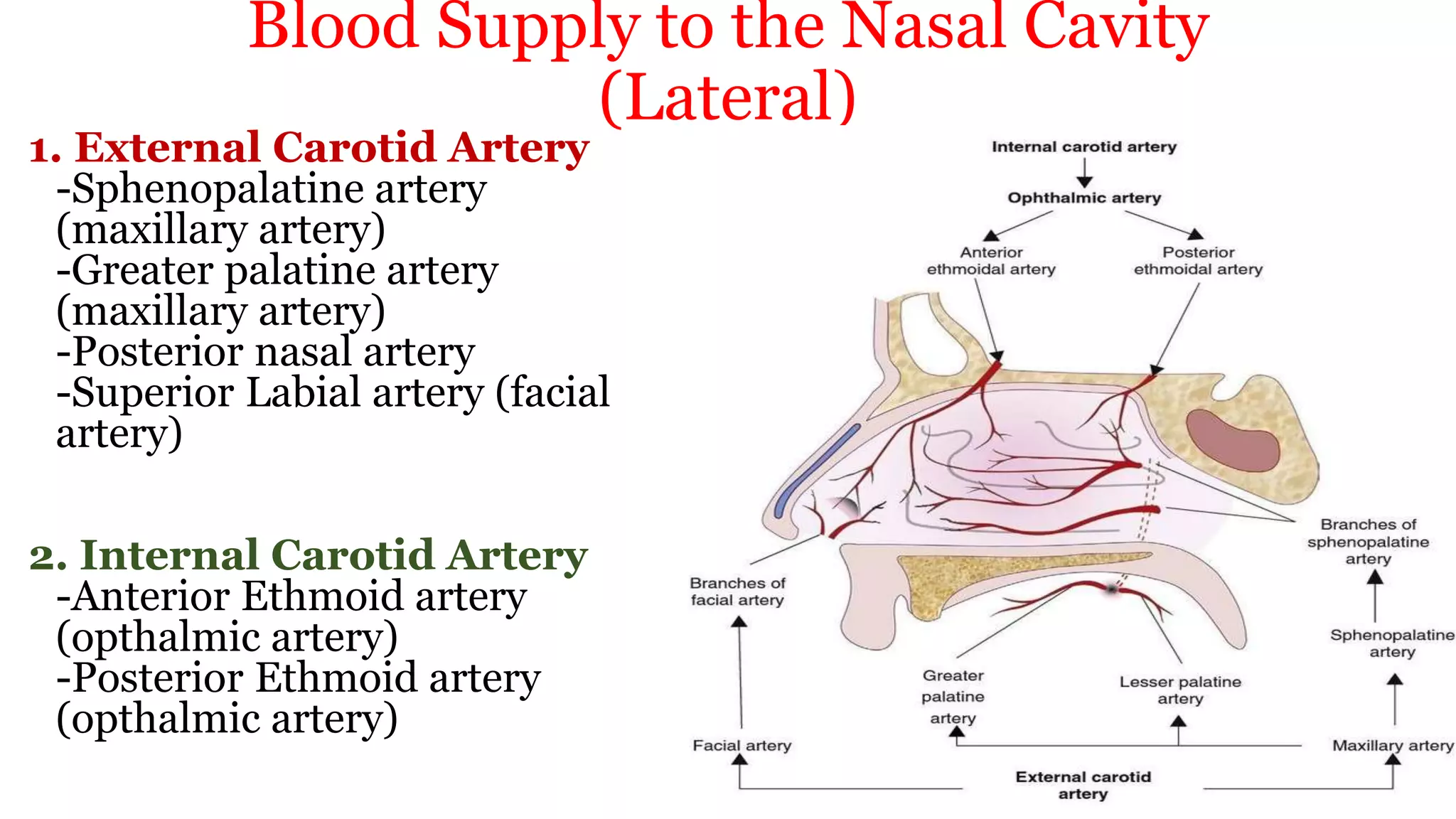 9. Anatomy of the Nose and Paranasal sinuses, Dr. Maxprince.pptx