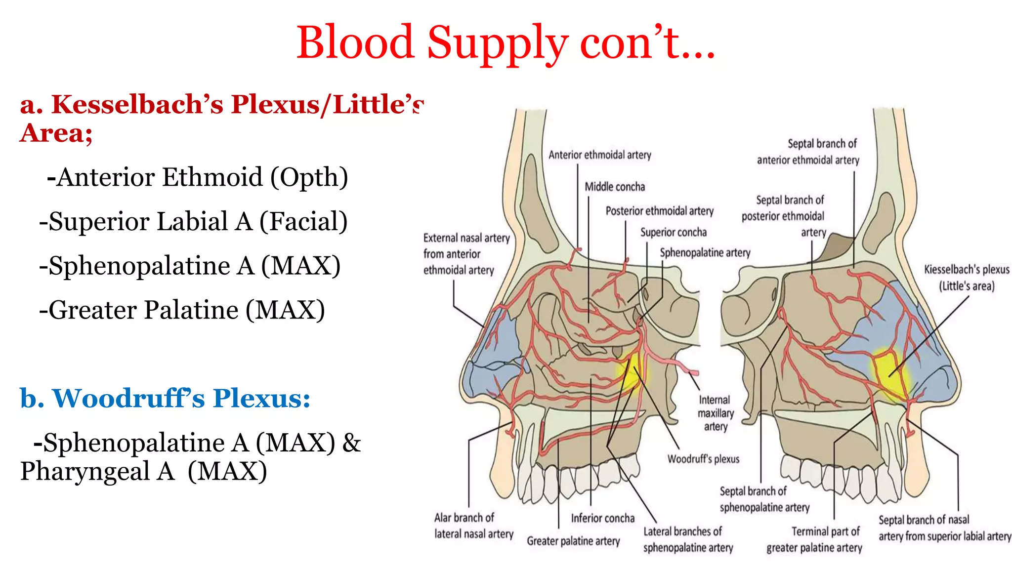 9. Anatomy of the Nose and Paranasal sinuses, Dr. Maxprince.pptx