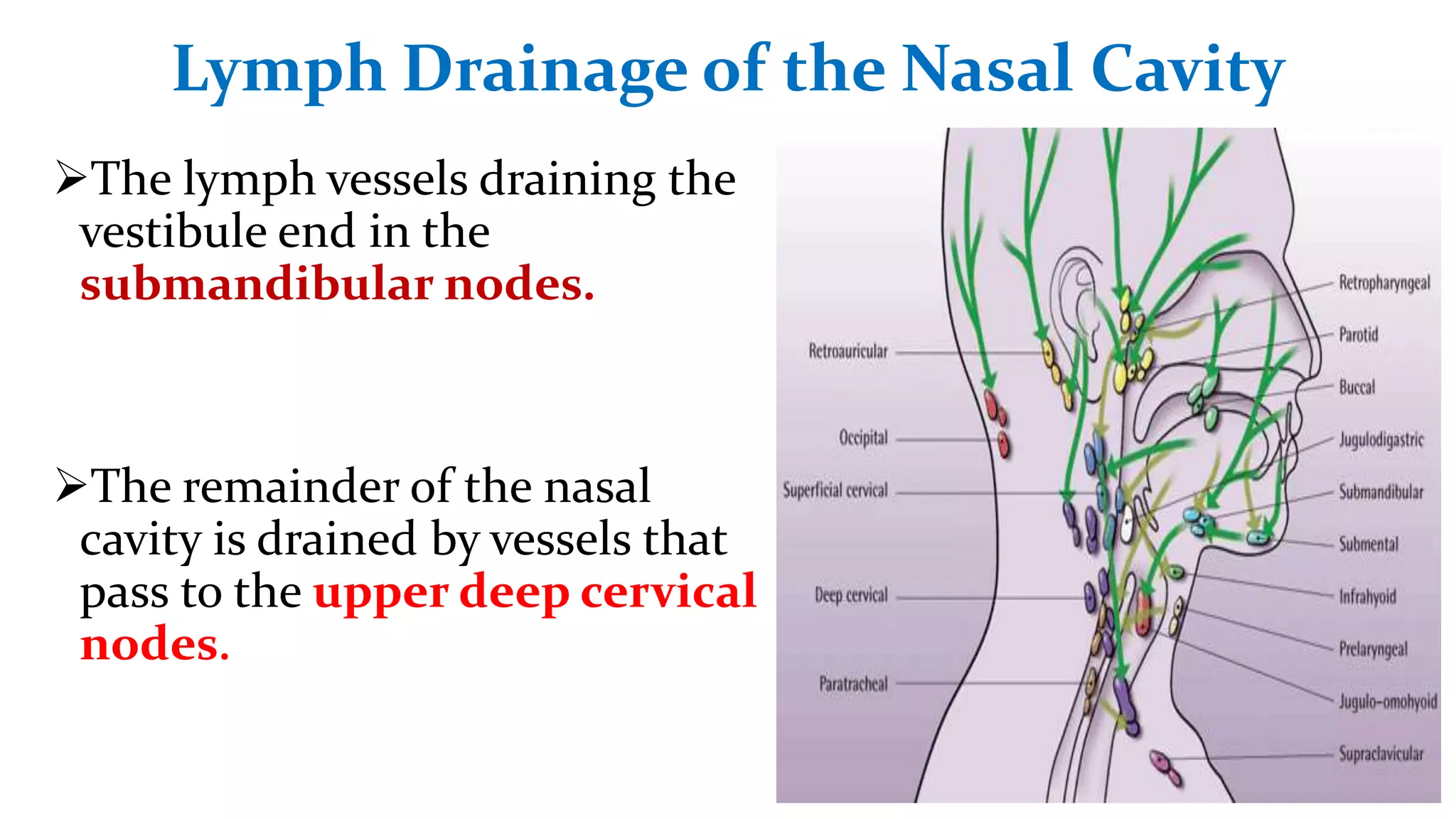 9. Anatomy of the Nose and Paranasal sinuses, Dr. Maxprince.pptx