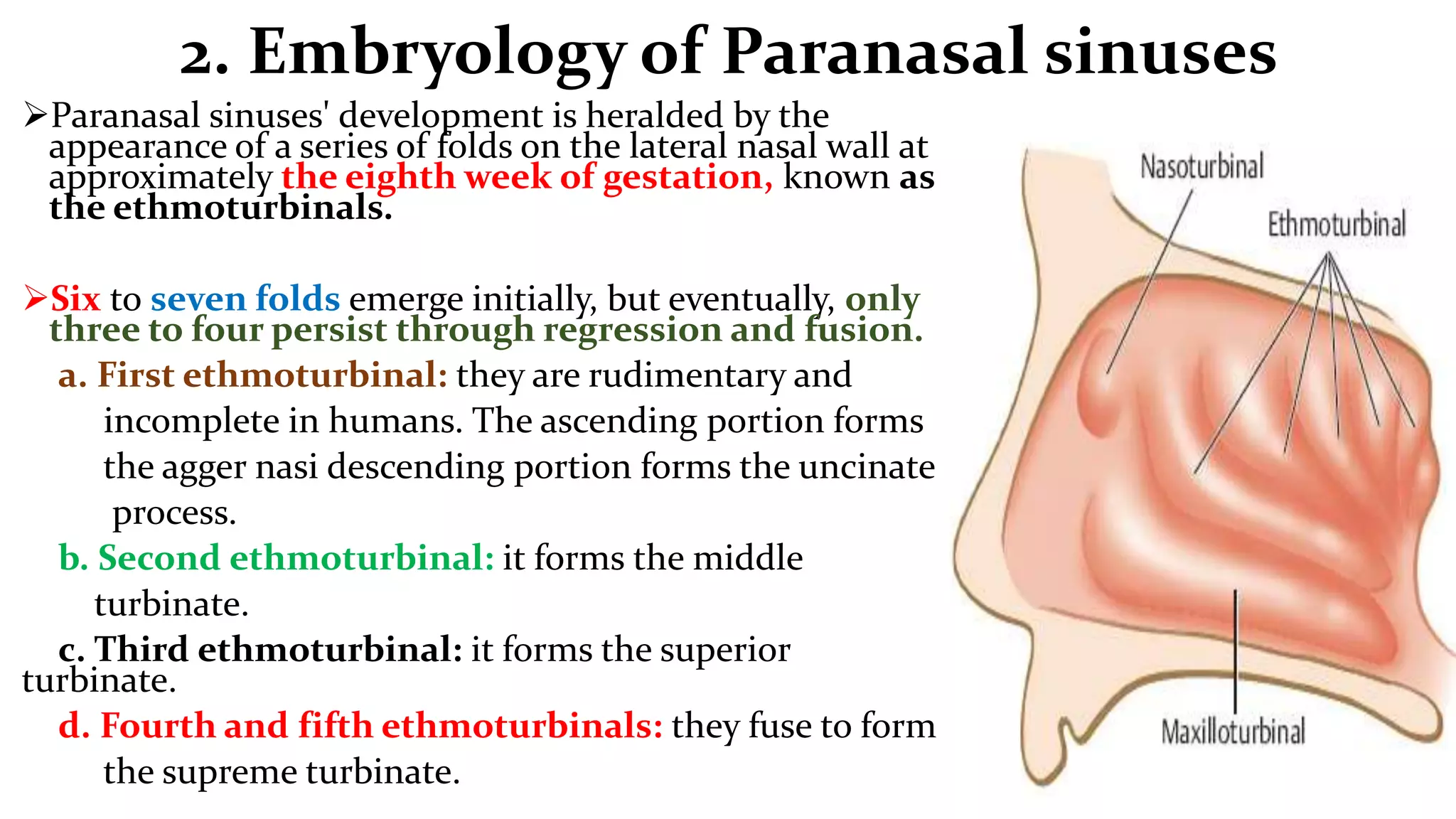 9. Anatomy of the Nose and Paranasal sinuses, Dr. Maxprince.pptx