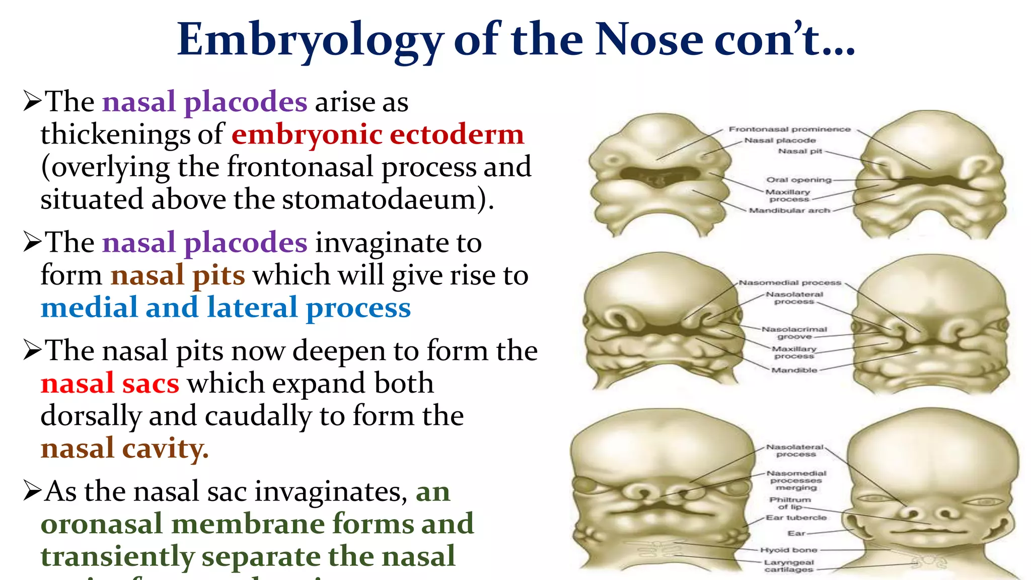 9. Anatomy of the Nose and Paranasal sinuses, Dr. Maxprince.pptx