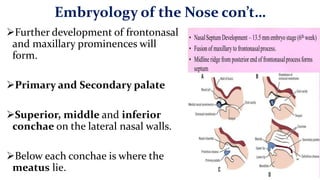 9. Anatomy of the Nose and Paranasal sinuses, Dr. Maxprince.pptx