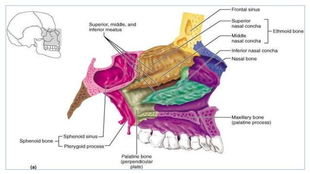 9. Anatomy of the Nose and Paranasal sinuses, Dr. Maxprince.pptx
