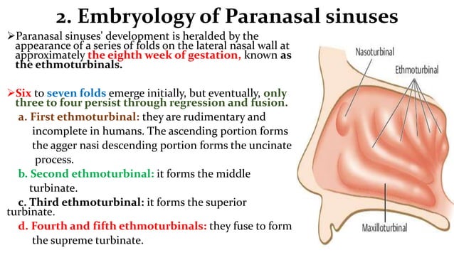 9. Anatomy of the Nose and Paranasal sinuses, Dr. Maxprince.pptx