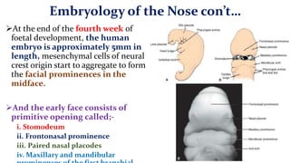 9. Anatomy of the Nose and Paranasal sinuses, Dr. Maxprince.pptx