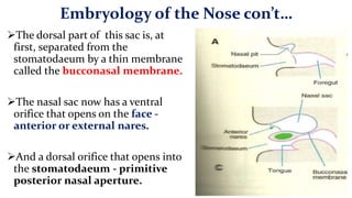 9. Anatomy of the Nose and Paranasal sinuses, Dr. Maxprince.pptx