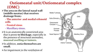 9. Anatomy of the Nose and Paranasal sinuses, Dr. Maxprince.pptx