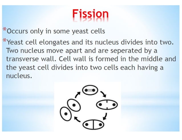 9. Saccharomyces (Yeast).pdf