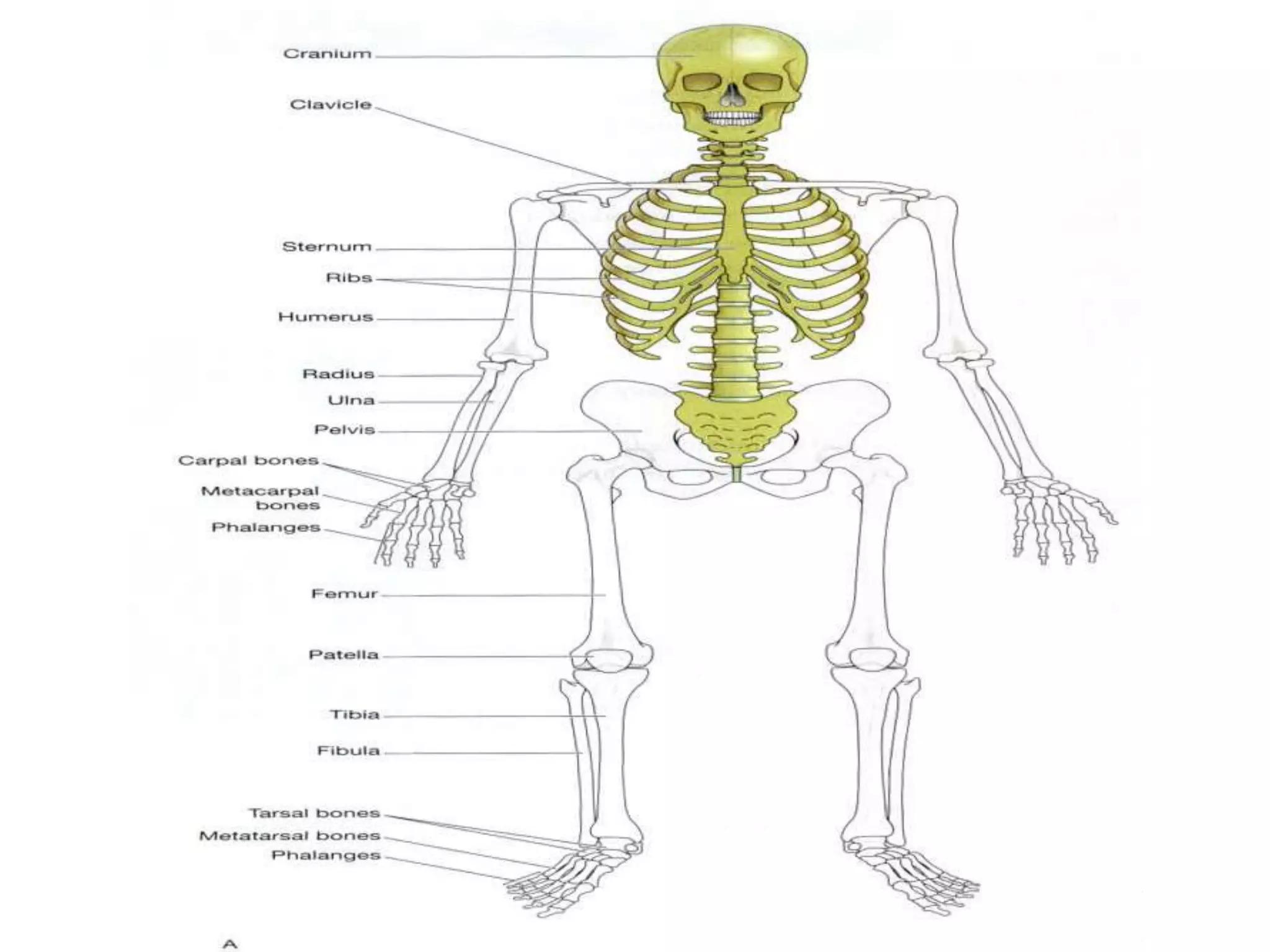 SKELETAL system- axial.ppt