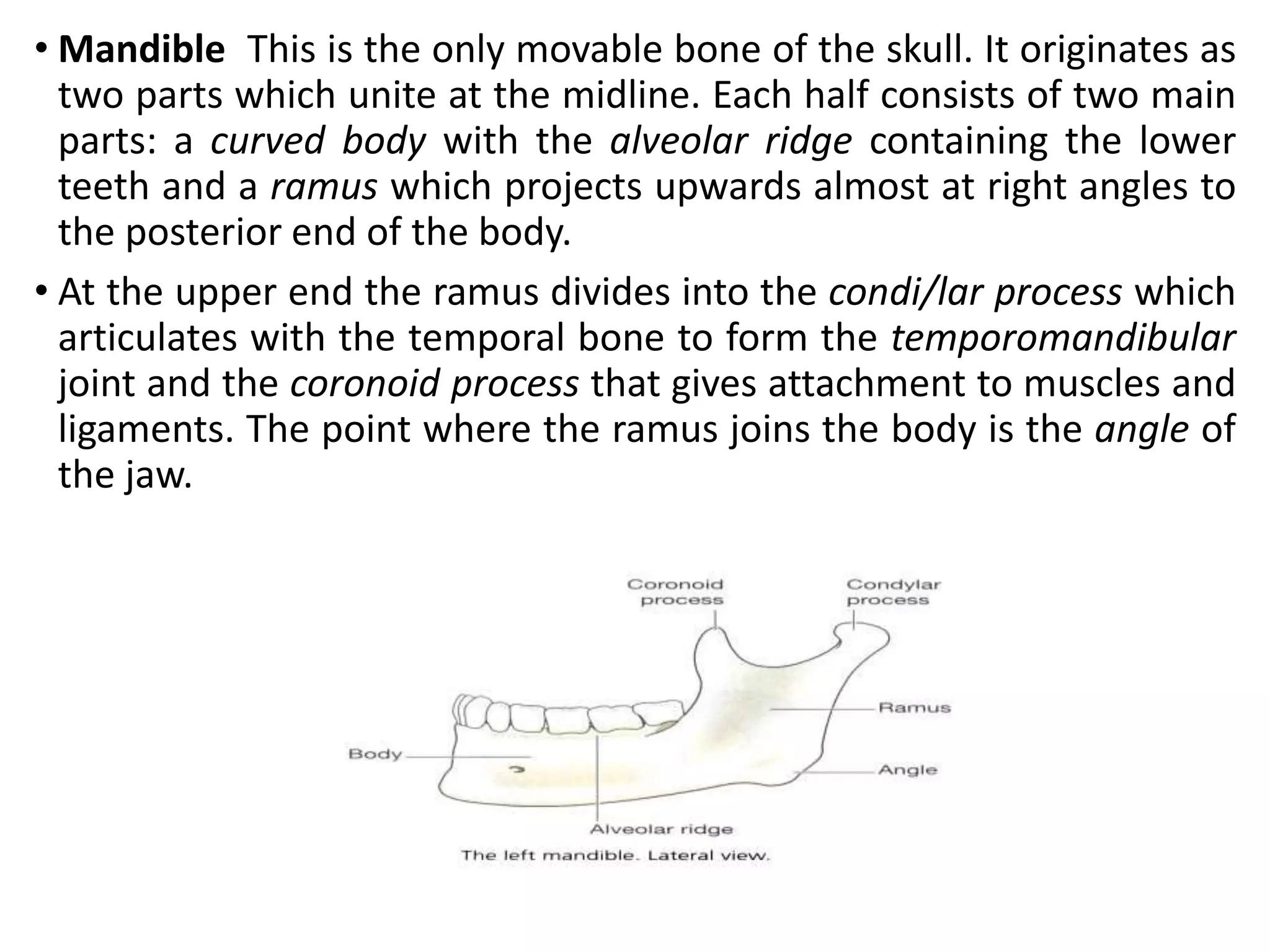 SKELETAL system- axial.ppt