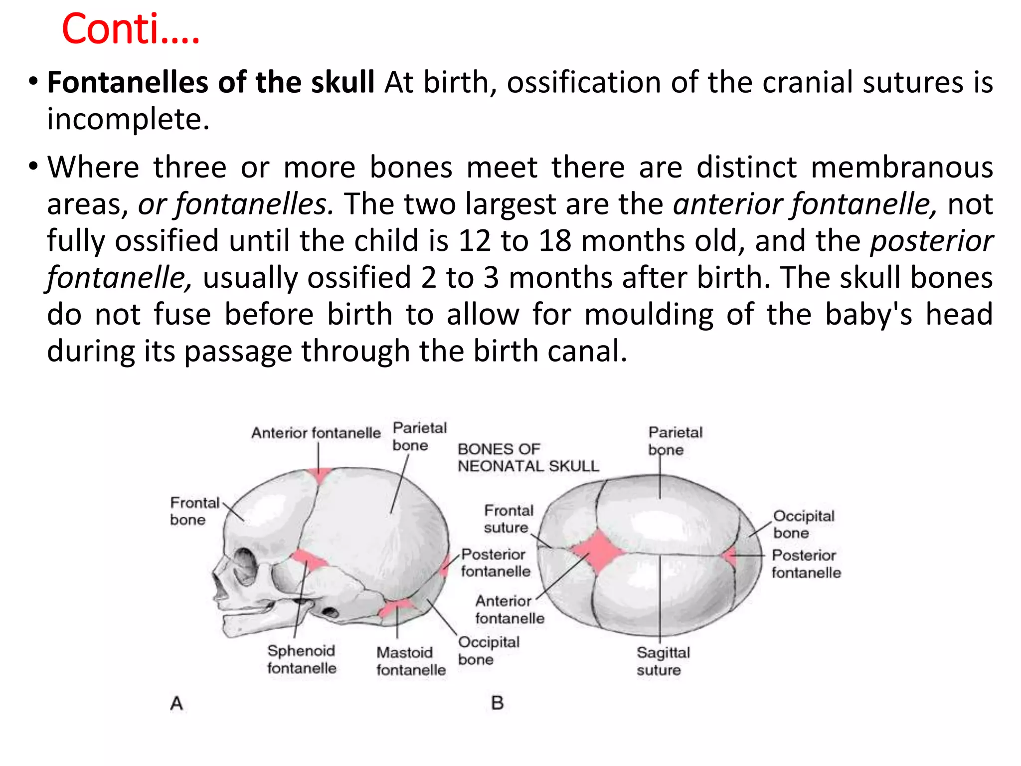 SKELETAL system- axial.ppt