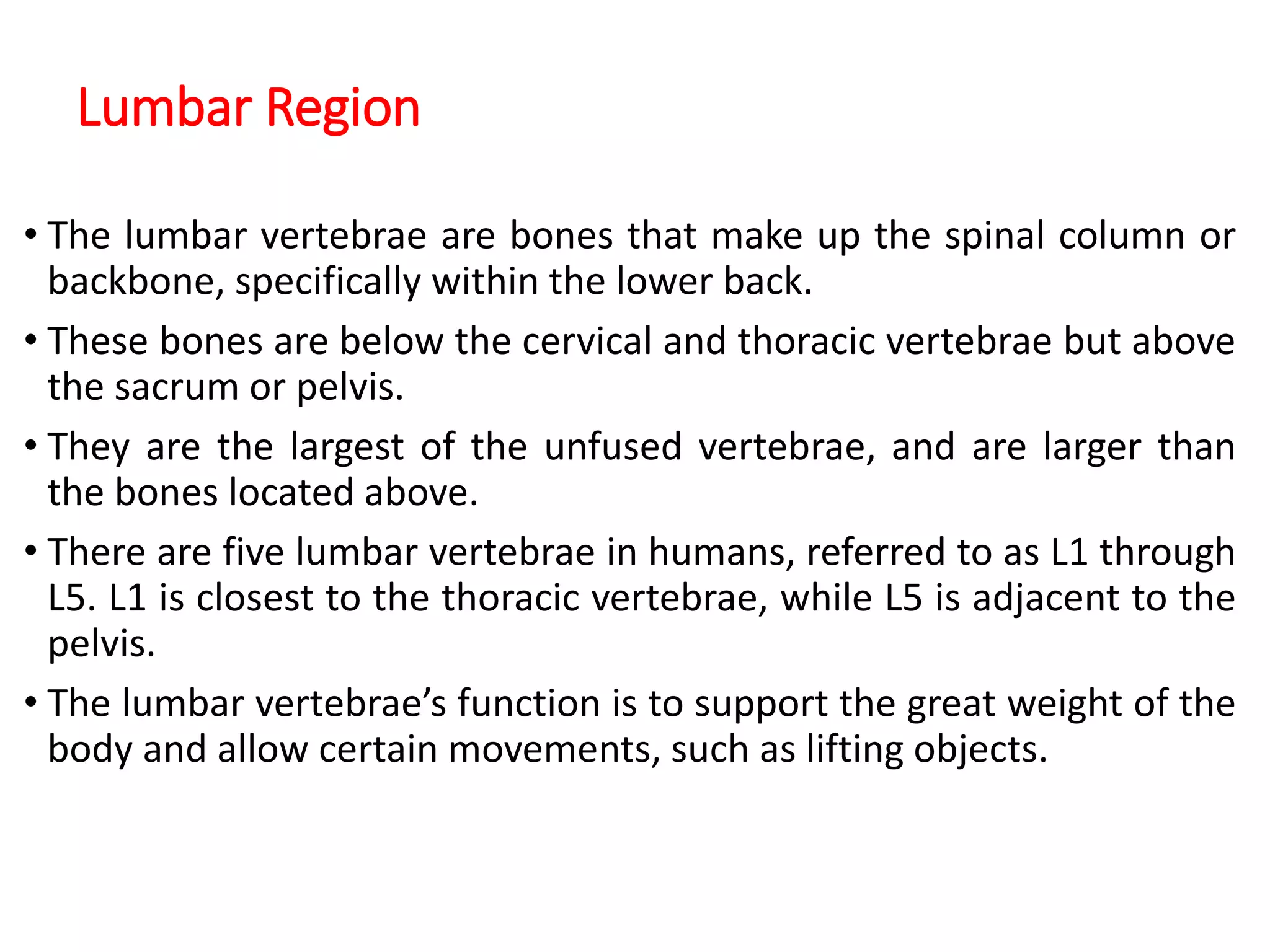 SKELETAL system- axial.ppt