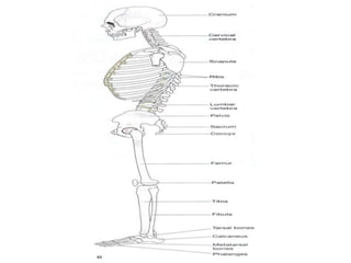 SKELETAL system- axial.ppt